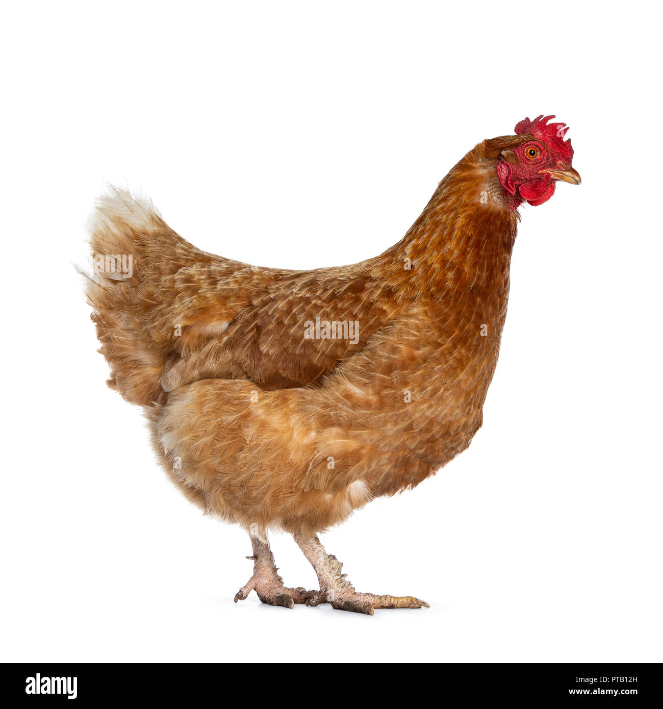 Brown hen looking up isolated on white -Fotos und -Bildmaterial in ...