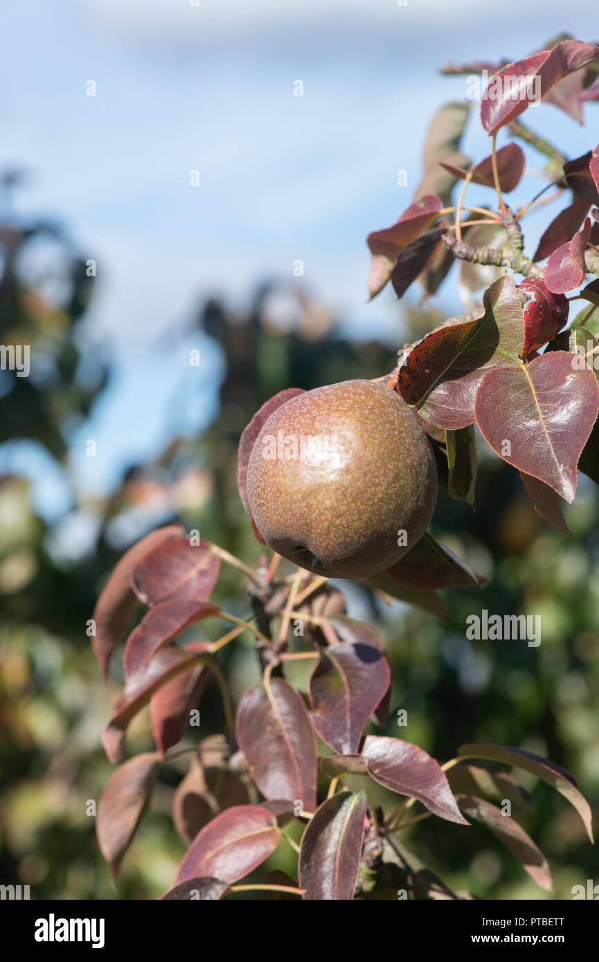 Pyrus communis schwarzer worcester -Fotos und -Bildmaterial in hoher ...