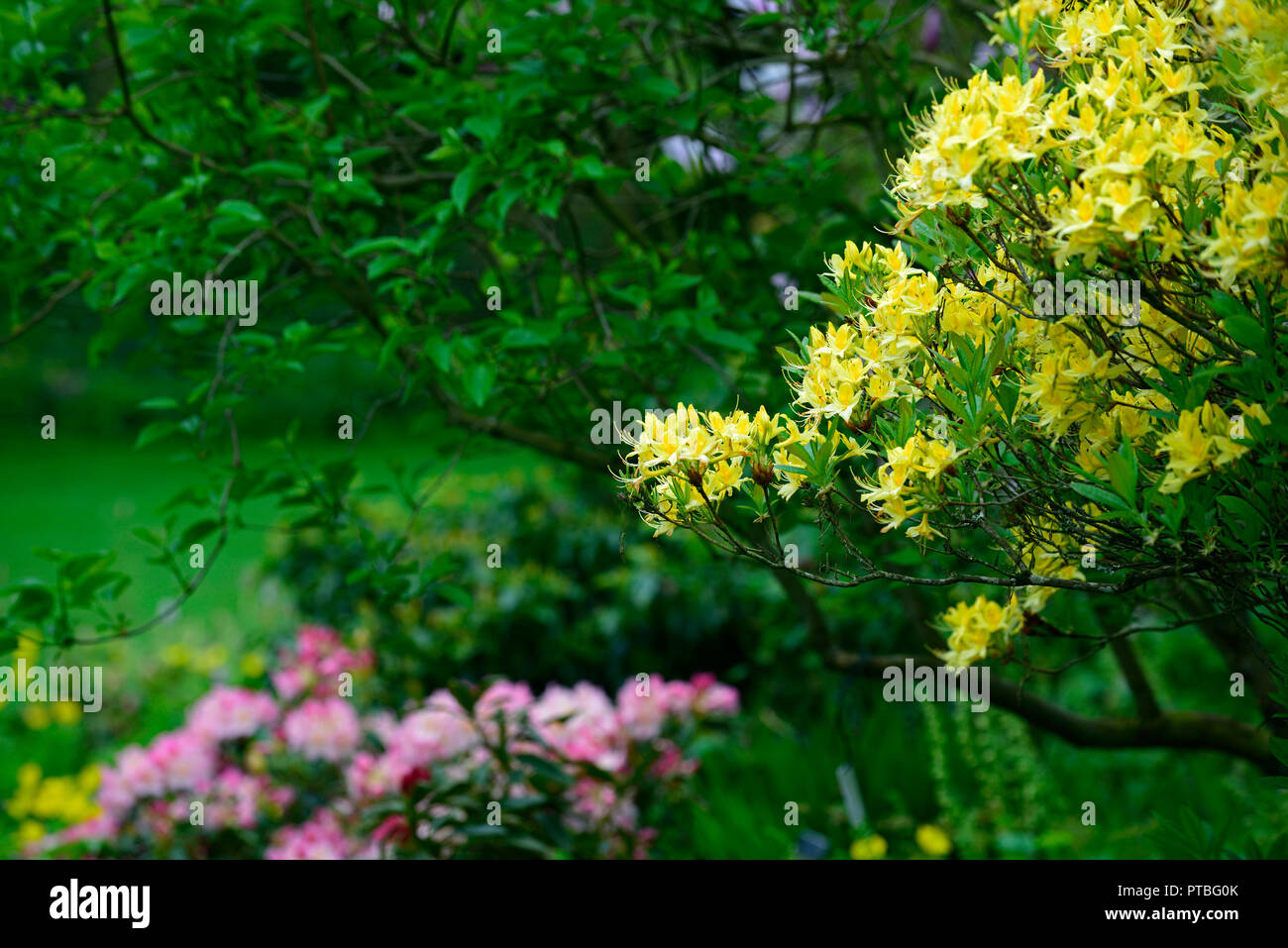 Rhododendron luteum, gelbe Azalee, geißblatt Azalea, Holz, Wald, Baum ...