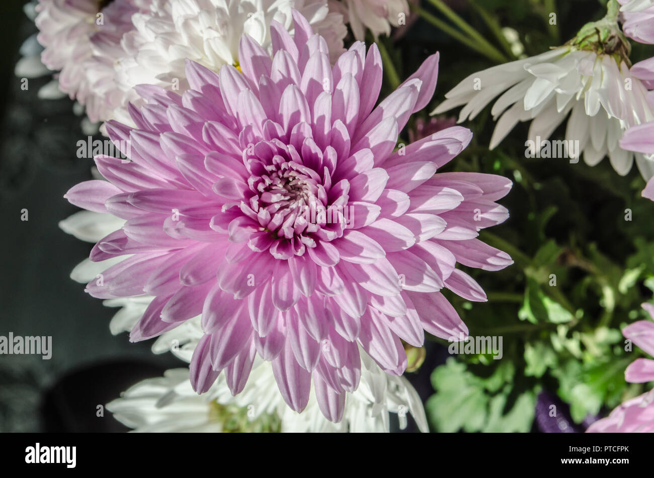 Weiße Chrysanthemen Blühen Stockfotos und -bilder Kaufen - Alamy