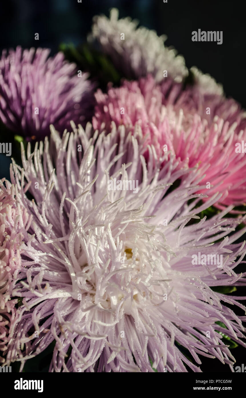 Herbst chrysantheme -Fotos und -Bildmaterial in hoher Auflösung – Alamy