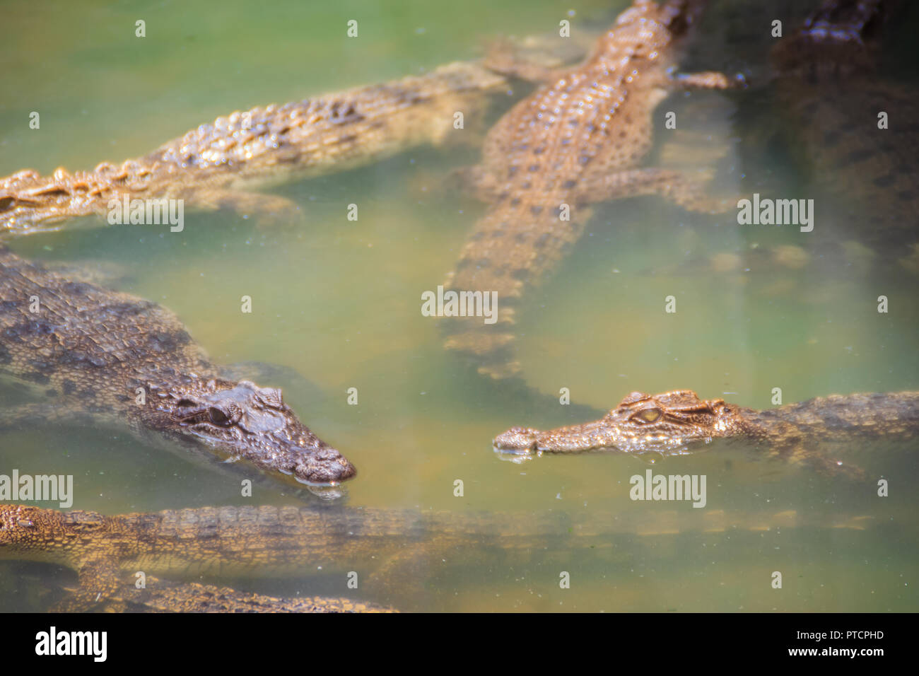 Young Crocodiles In Crocodile Breeding Stockfotos & Young Crocodiles In ...