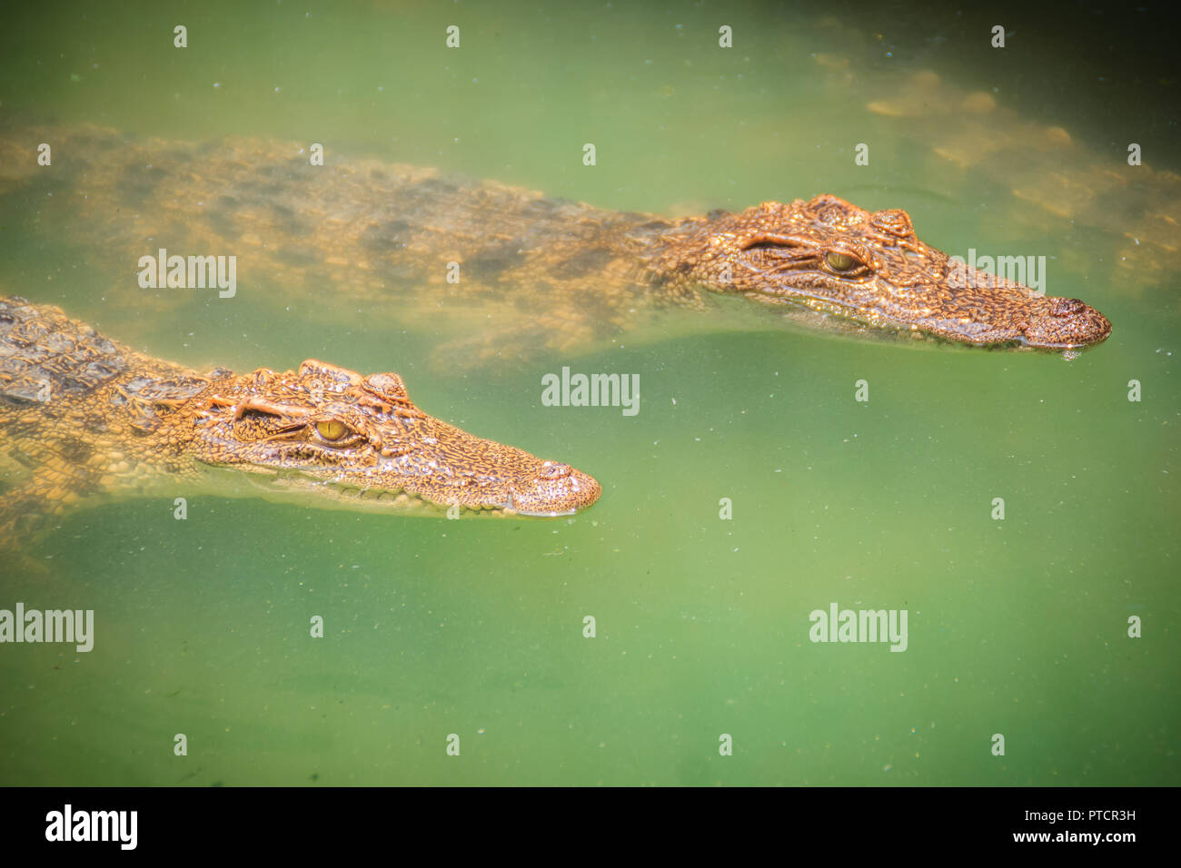 Junge Krokodile sind im Wasser schwimmenden bei Crocodile Farm oder ...