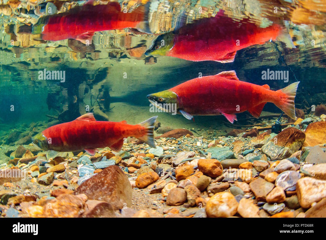 Lachs kunst -Fotos und -Bildmaterial in hoher Auflösung – Alamy