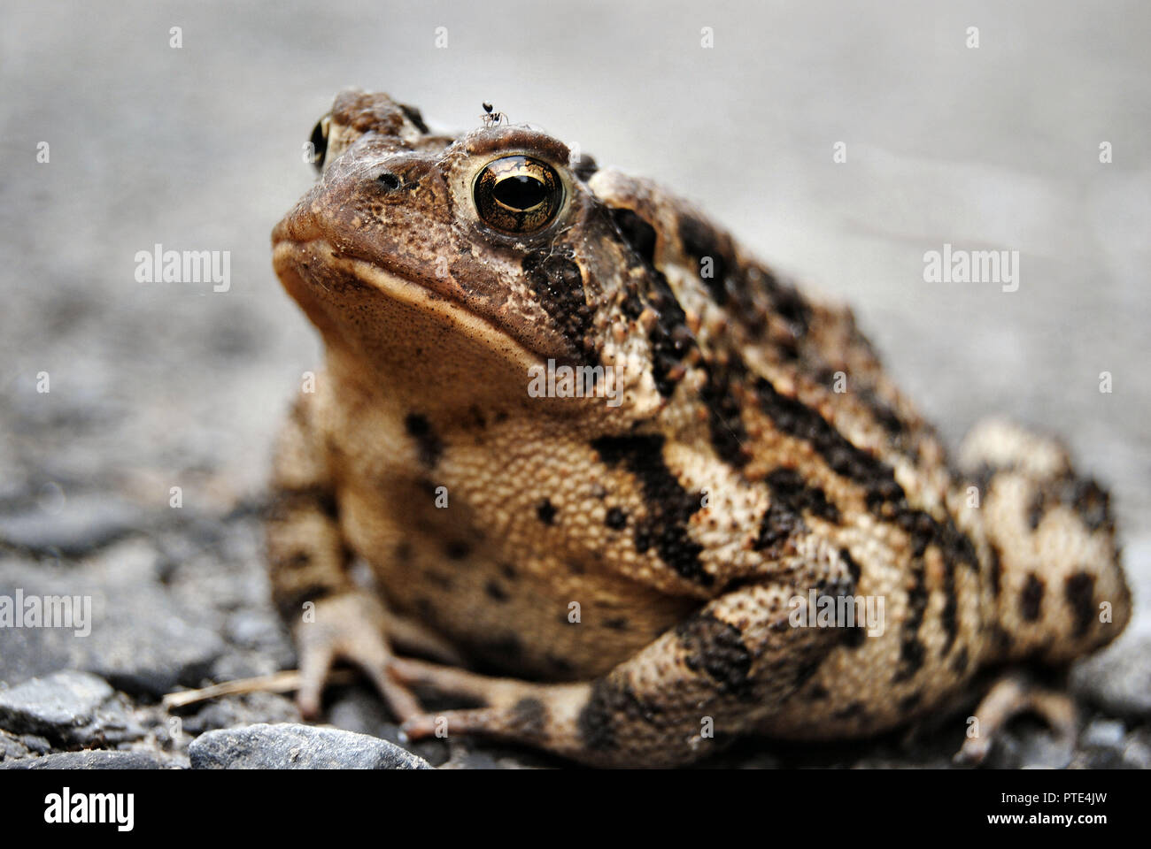 Common toad insect -Fotos und -Bildmaterial in hoher Auflösung – Alamy
