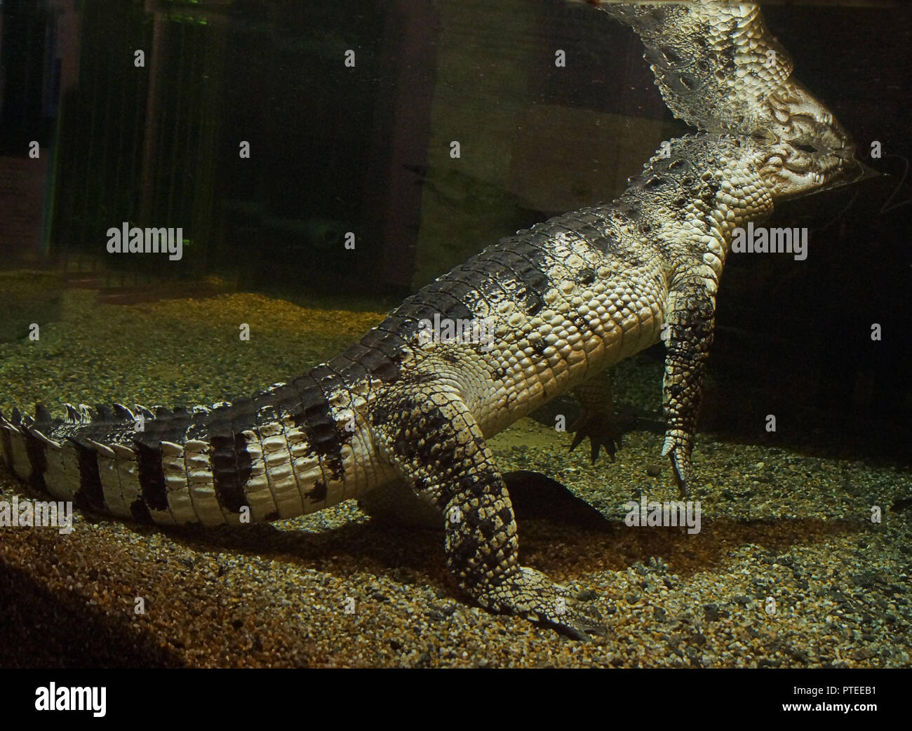 Krokodil ei -Fotos und -Bildmaterial in hoher Auflösung – Alamy