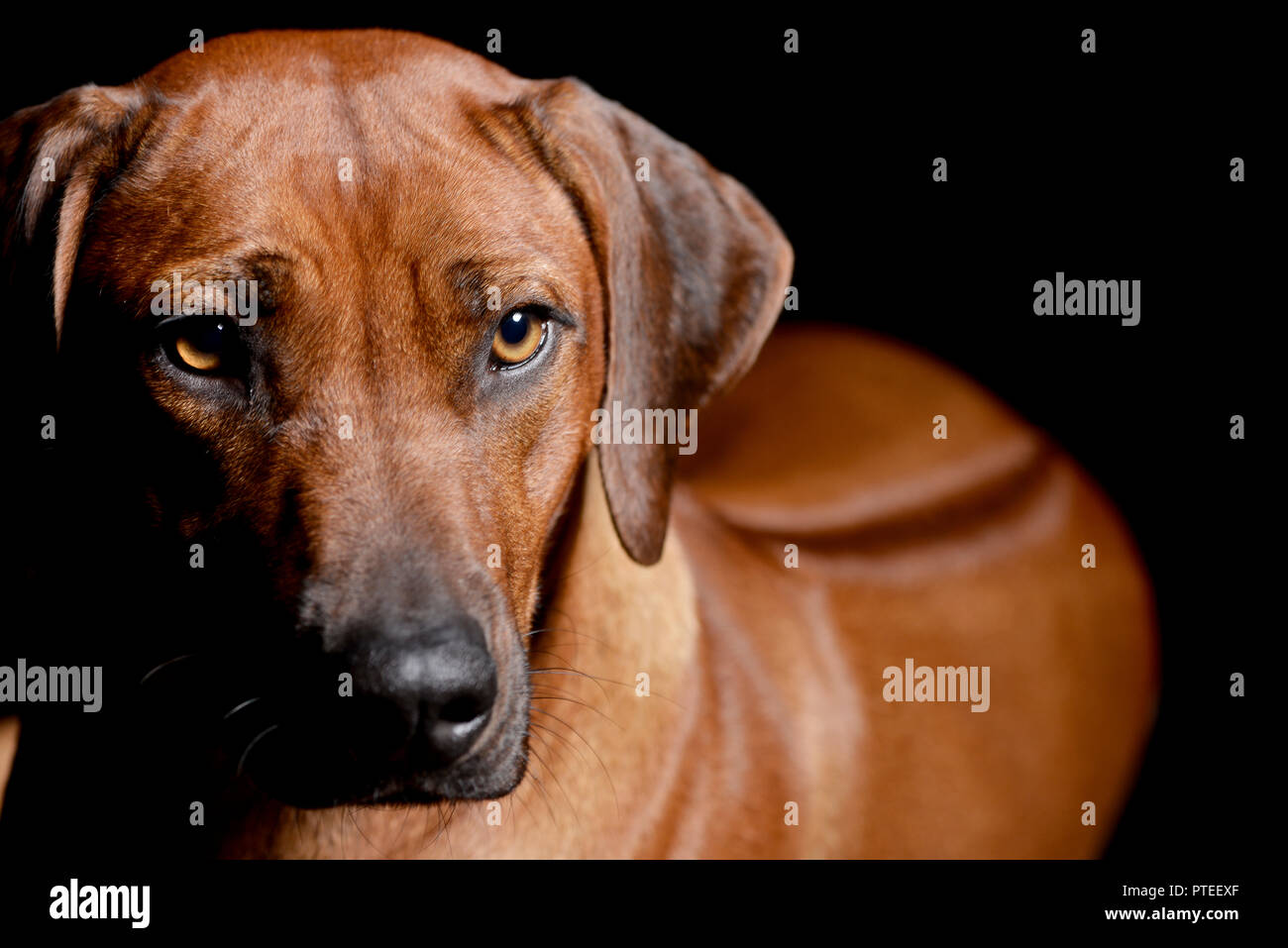 Schwarzer rhodesian ridgeback -Fotos und -Bildmaterial in hoher ...