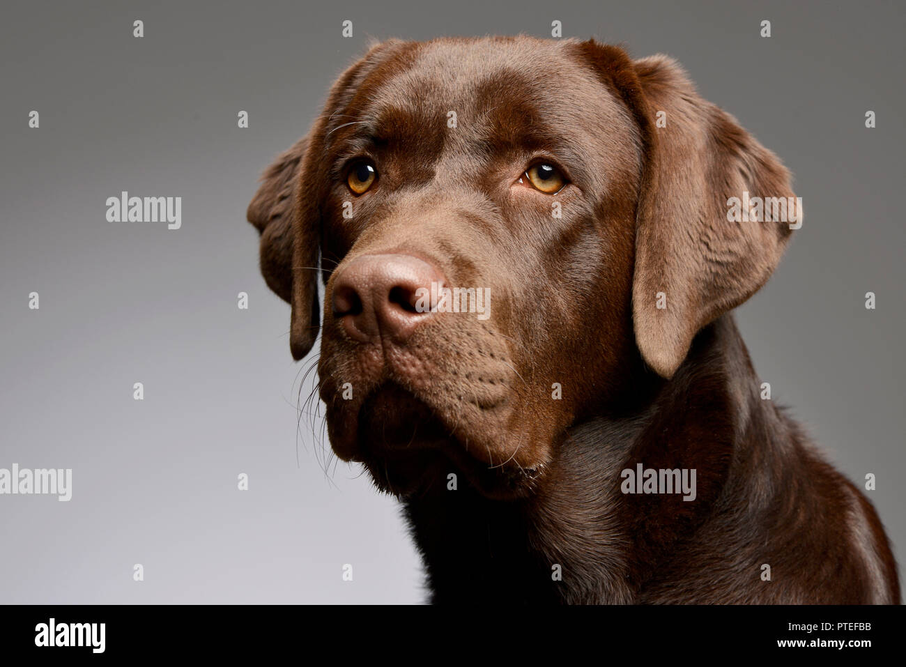 Portrait einer adorable Labrador Retriever - studio Shot, isoliert auf ...