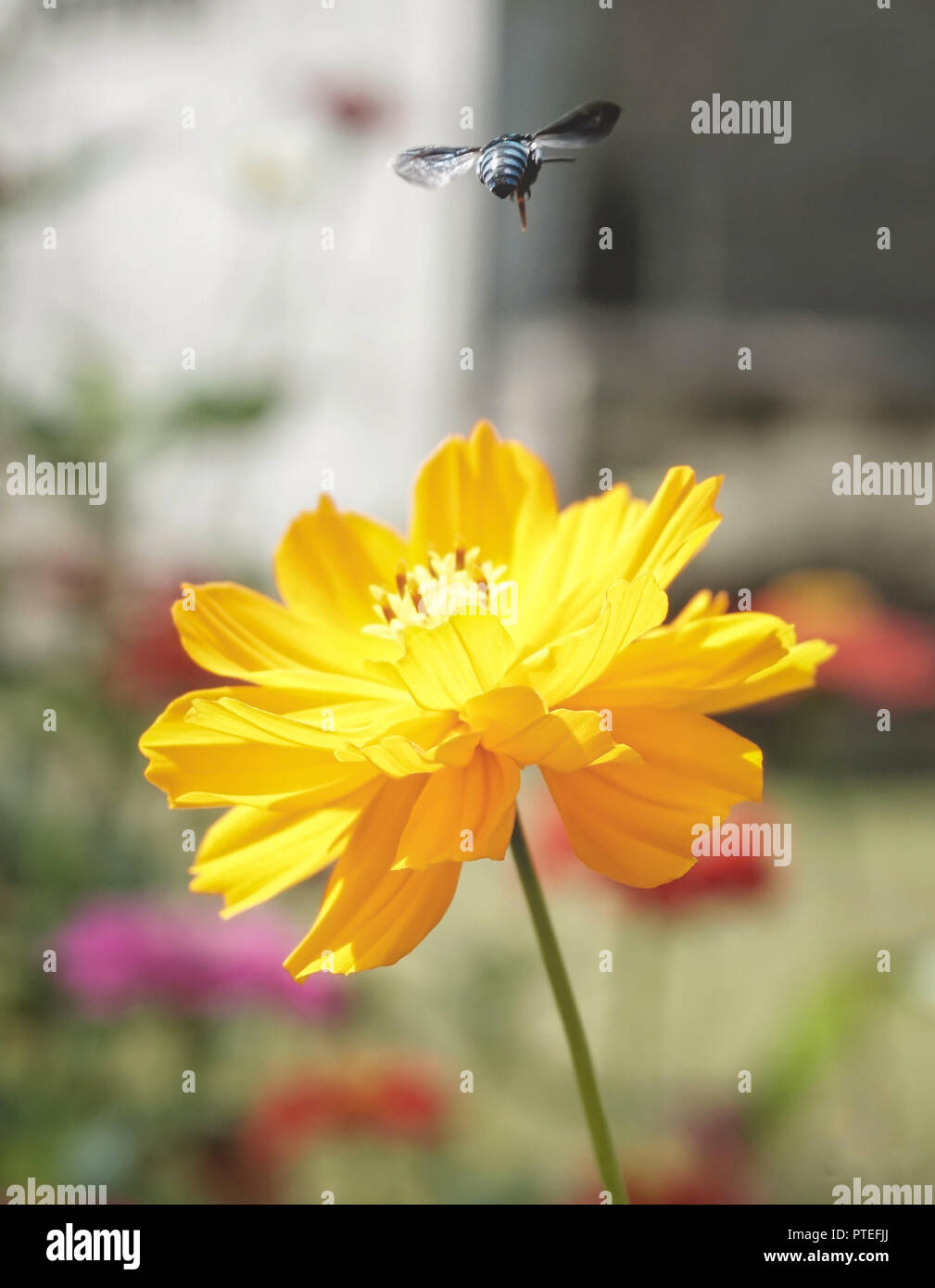 Erde biene -Fotos und -Bildmaterial in hoher Auflösung – Alamy