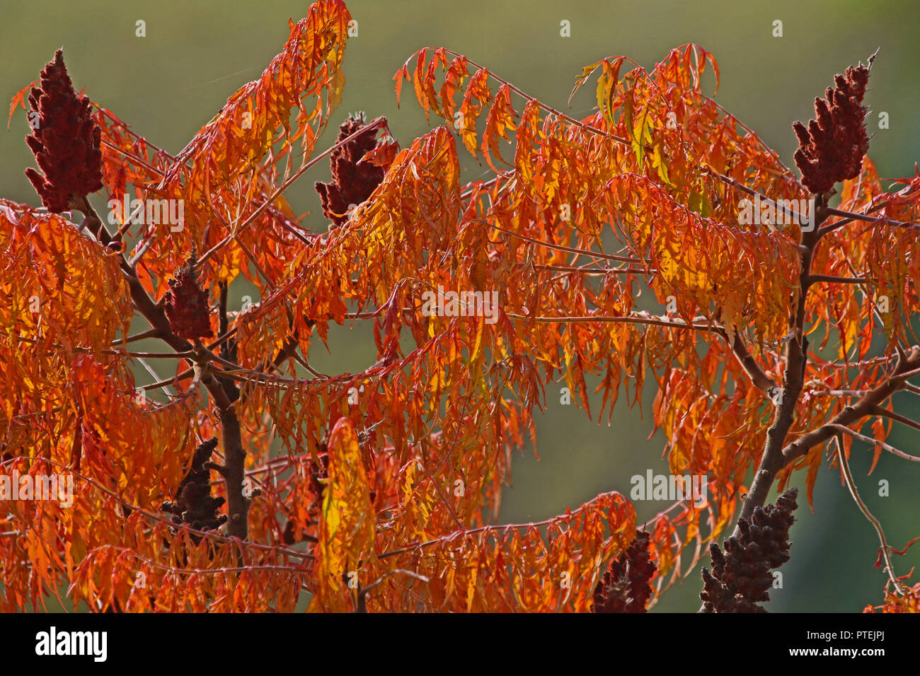 Sumach rispe -Fotos und -Bildmaterial in hoher Auflösung – Alamy