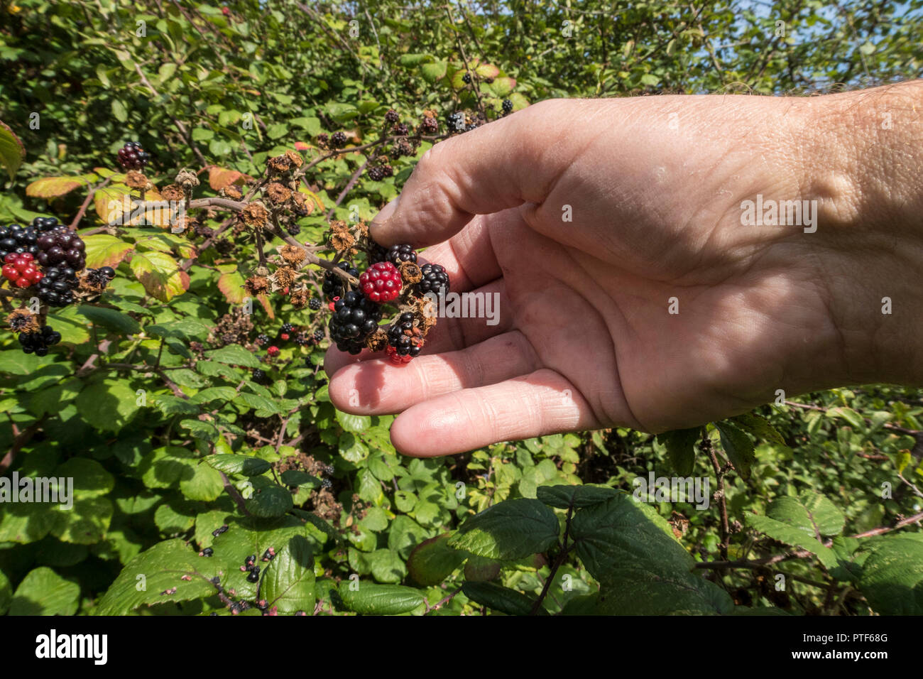 Blackberry hedge -Fotos und -Bildmaterial in hoher Auflösung – Alamy