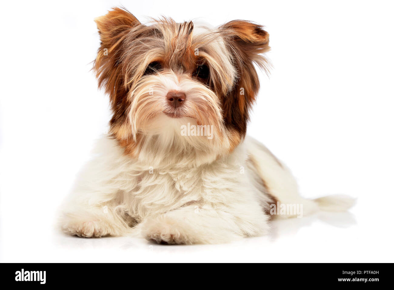 Biewer yorkshire terrier -Fotos und -Bildmaterial in hoher Auflösung ...