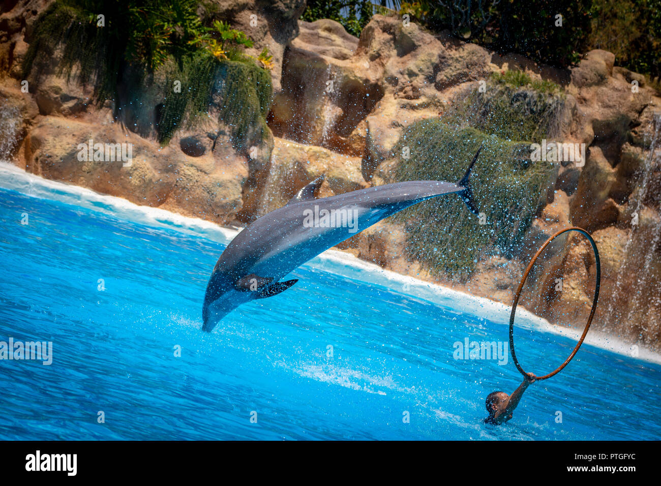 Delphin springt -Fotos und -Bildmaterial in hoher Auflösung – Alamy