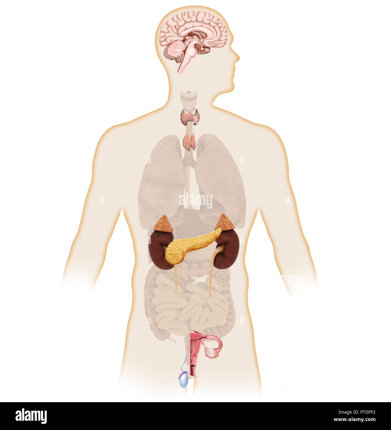 The endocrine system -Fotos und -Bildmaterial in hoher Auflösung – Alamy