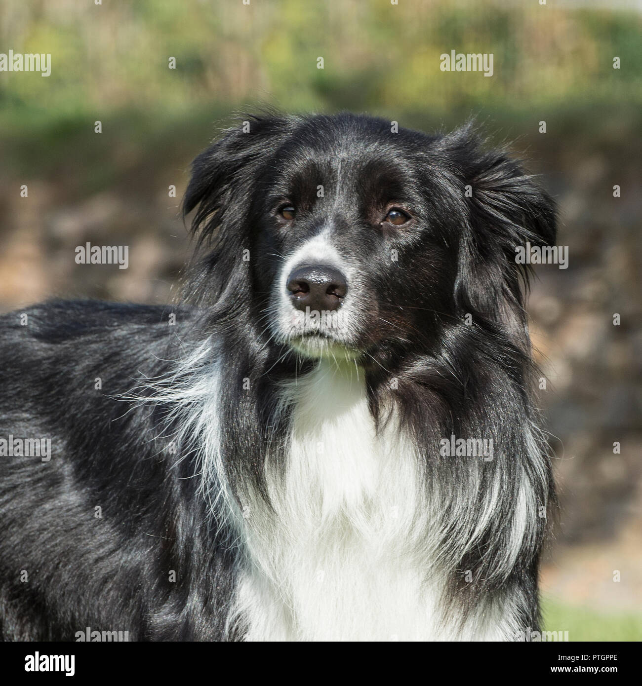 Collie herbst herbst -Fotos und -Bildmaterial in hoher Auflösung – Alamy