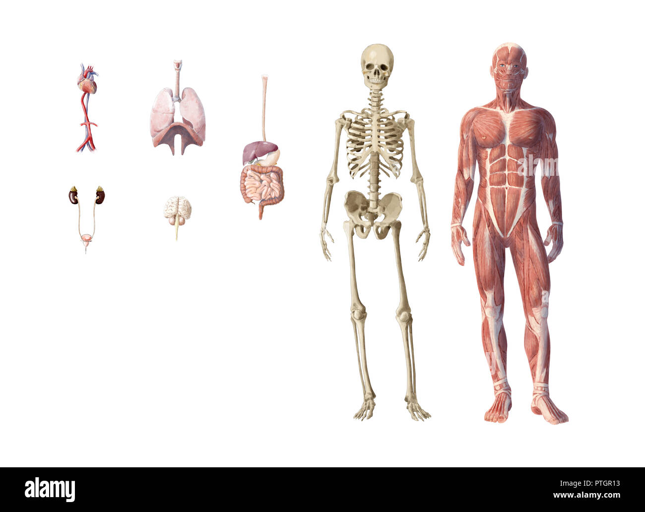 Anatomie abbildung Ausgeschnittene Stockfotos und -bilder - Seite 2 - Alamy