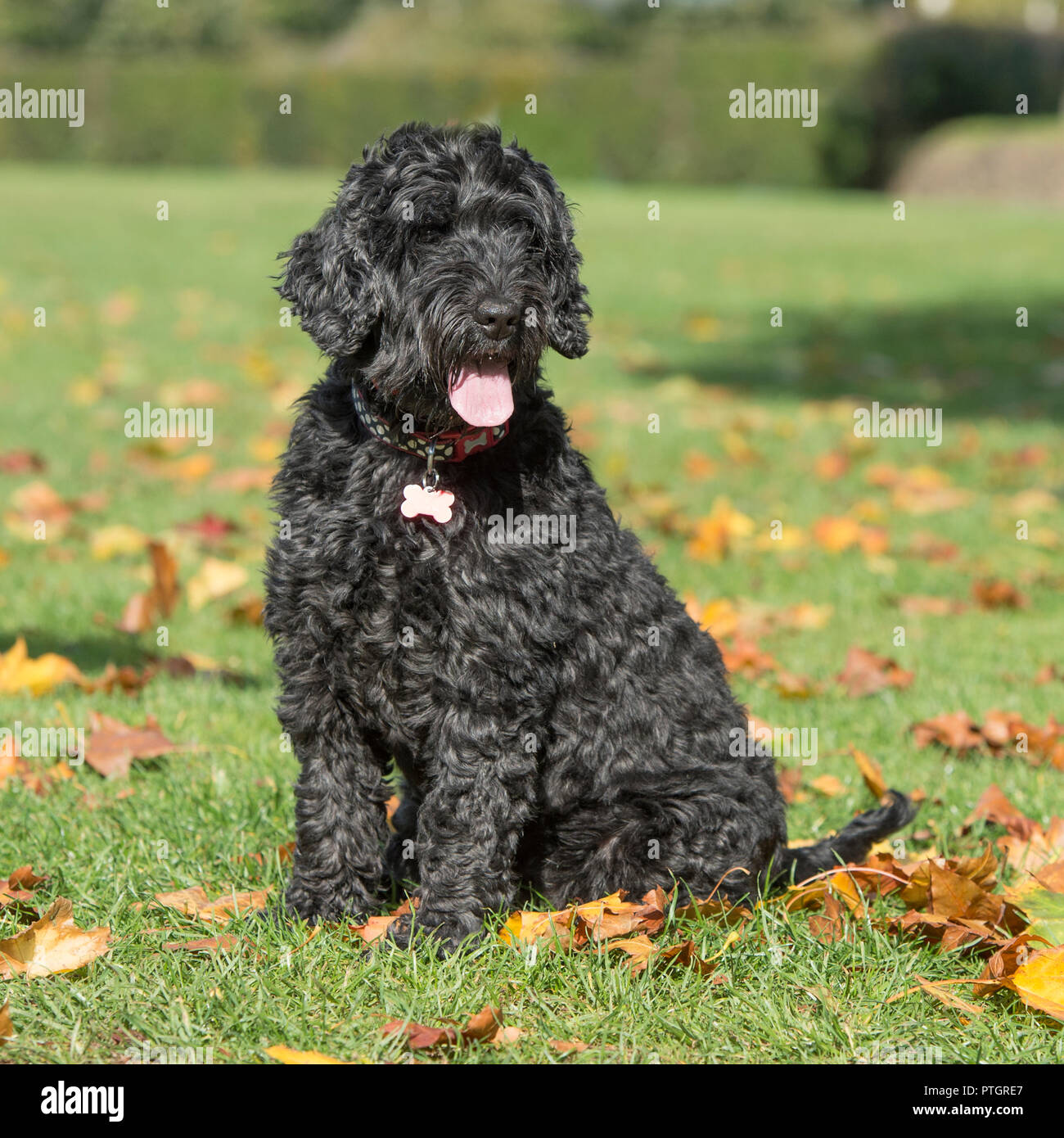 Cockapoo schwarzer hund -Fotos und -Bildmaterial in hoher Auflösung – Alamy