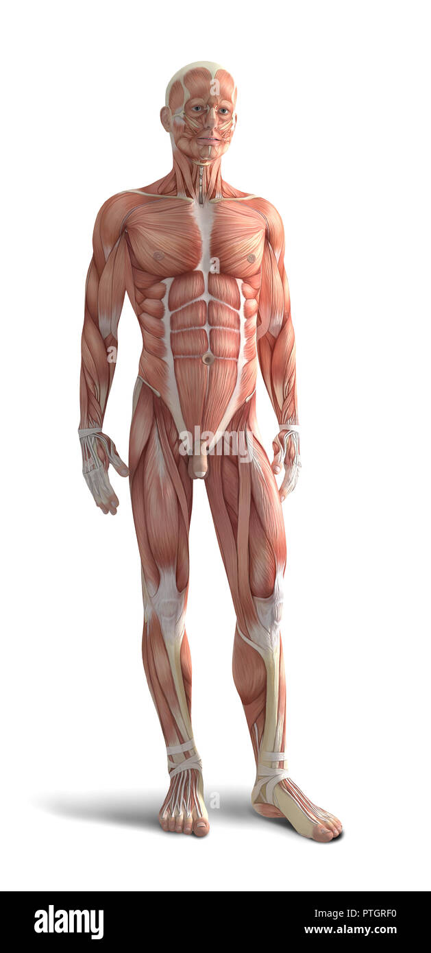 Digitale Illustration der menschliche Körper Anatomie Stockfotografie ... Digitale Illustration der menschliche Körper Anatomie Stockfotografie ...