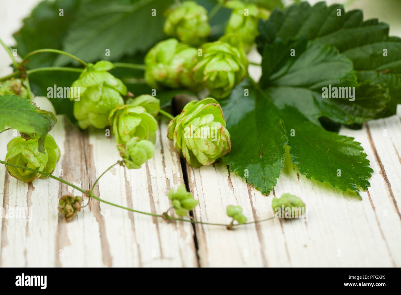Hopfen hintergrund -Fotos und -Bildmaterial in hoher Auflösung – Alamy
