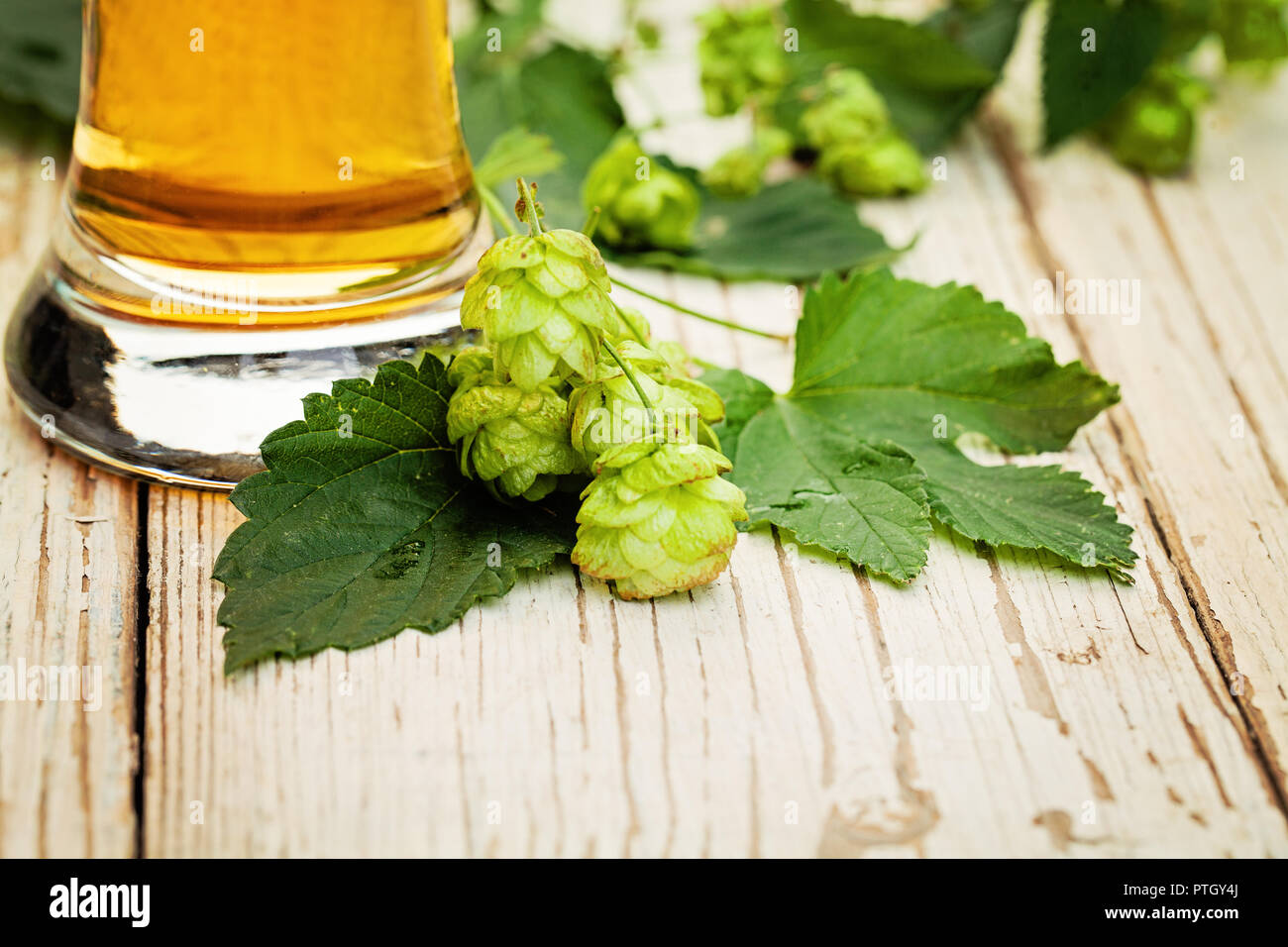 Hopfen hintergrund -Fotos und -Bildmaterial in hoher Auflösung – Alamy