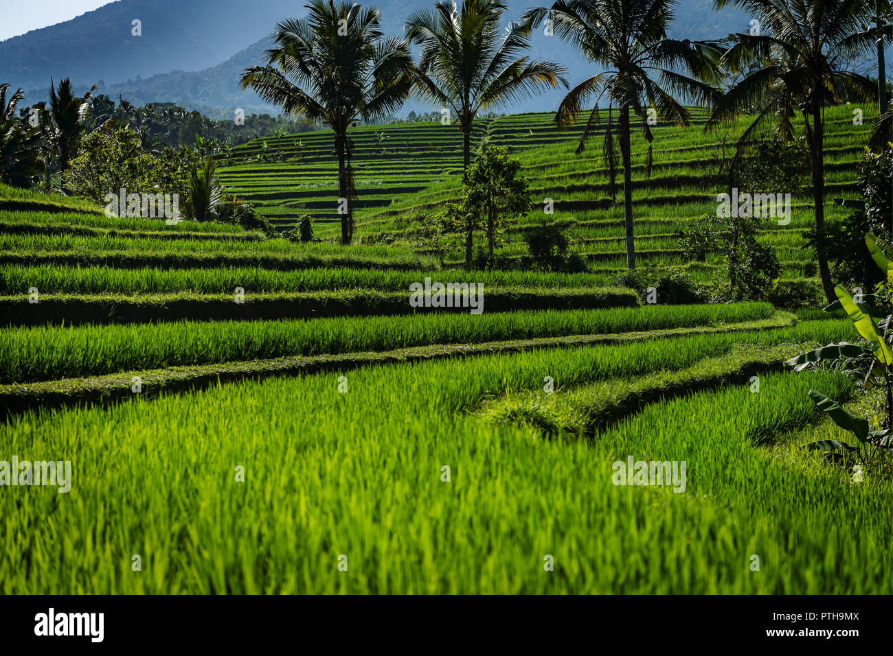 Bali landschaften -Fotos und -Bildmaterial in hoher Auflösung – Alamy