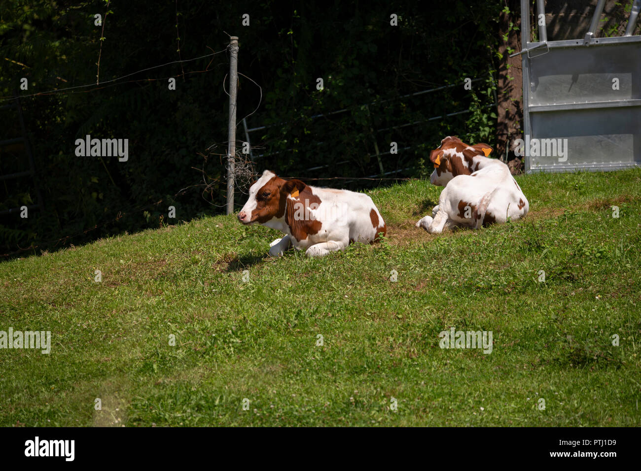 Red holstein cattle -Fotos und -Bildmaterial in hoher Auflösung – Alamy