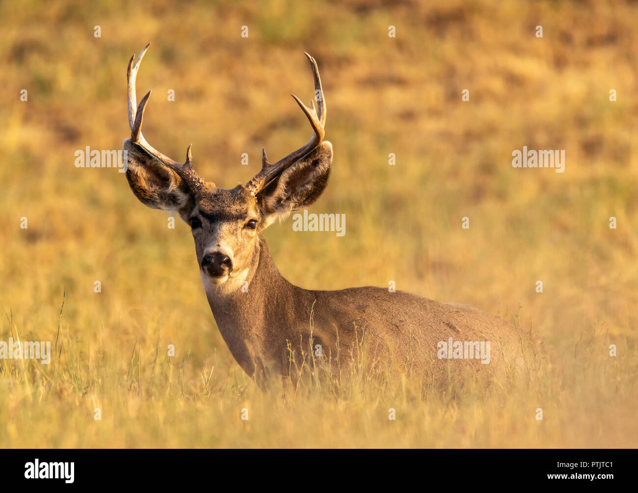 Trophy maultierhirsch -Fotos und -Bildmaterial in hoher Auflösung – Alamy