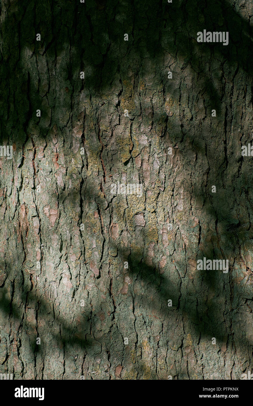 Weißtanne abies alba -Fotos und -Bildmaterial in hoher Auflösung – Alamy