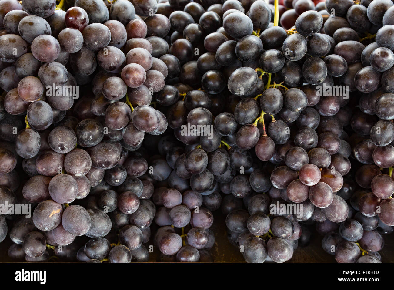 Thompson trauben -Fotos und -Bildmaterial in hoher Auflösung – Alamy