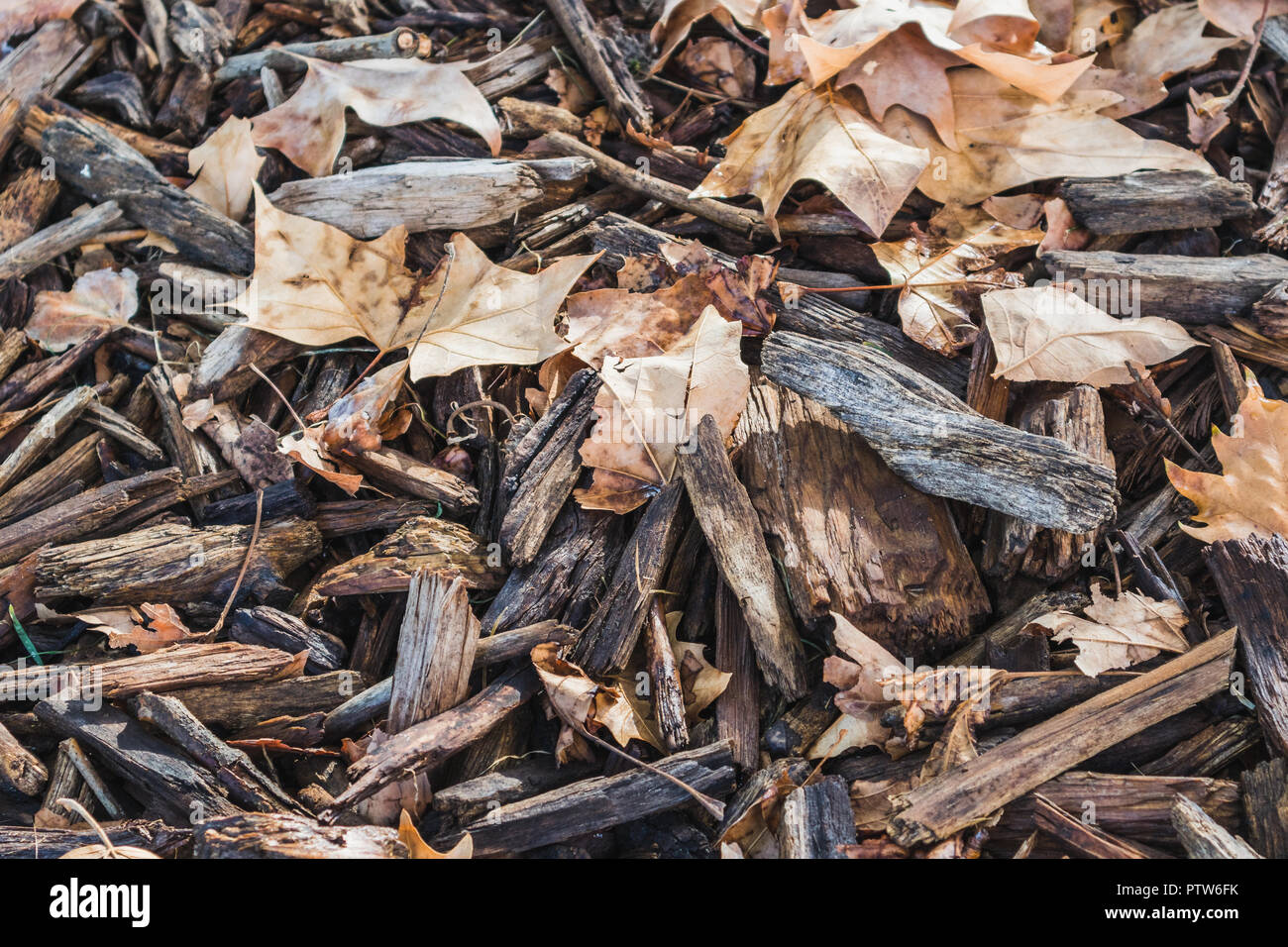 Texturas de hojas -Fotos und -Bildmaterial in hoher Auflösung – Alamy