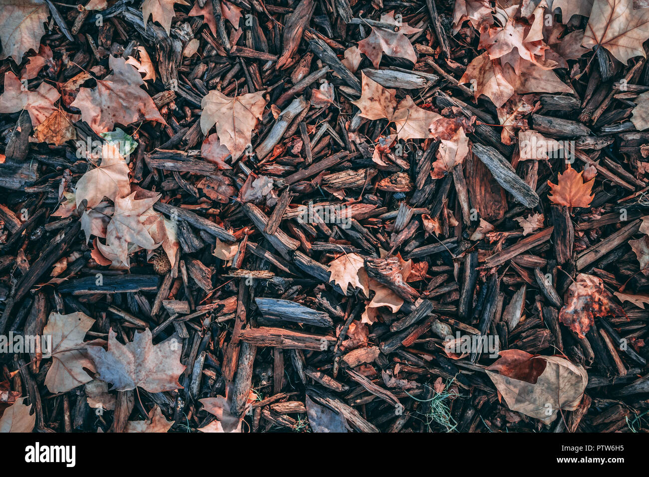 Texturas de hojas -Fotos und -Bildmaterial in hoher Auflösung – Alamy