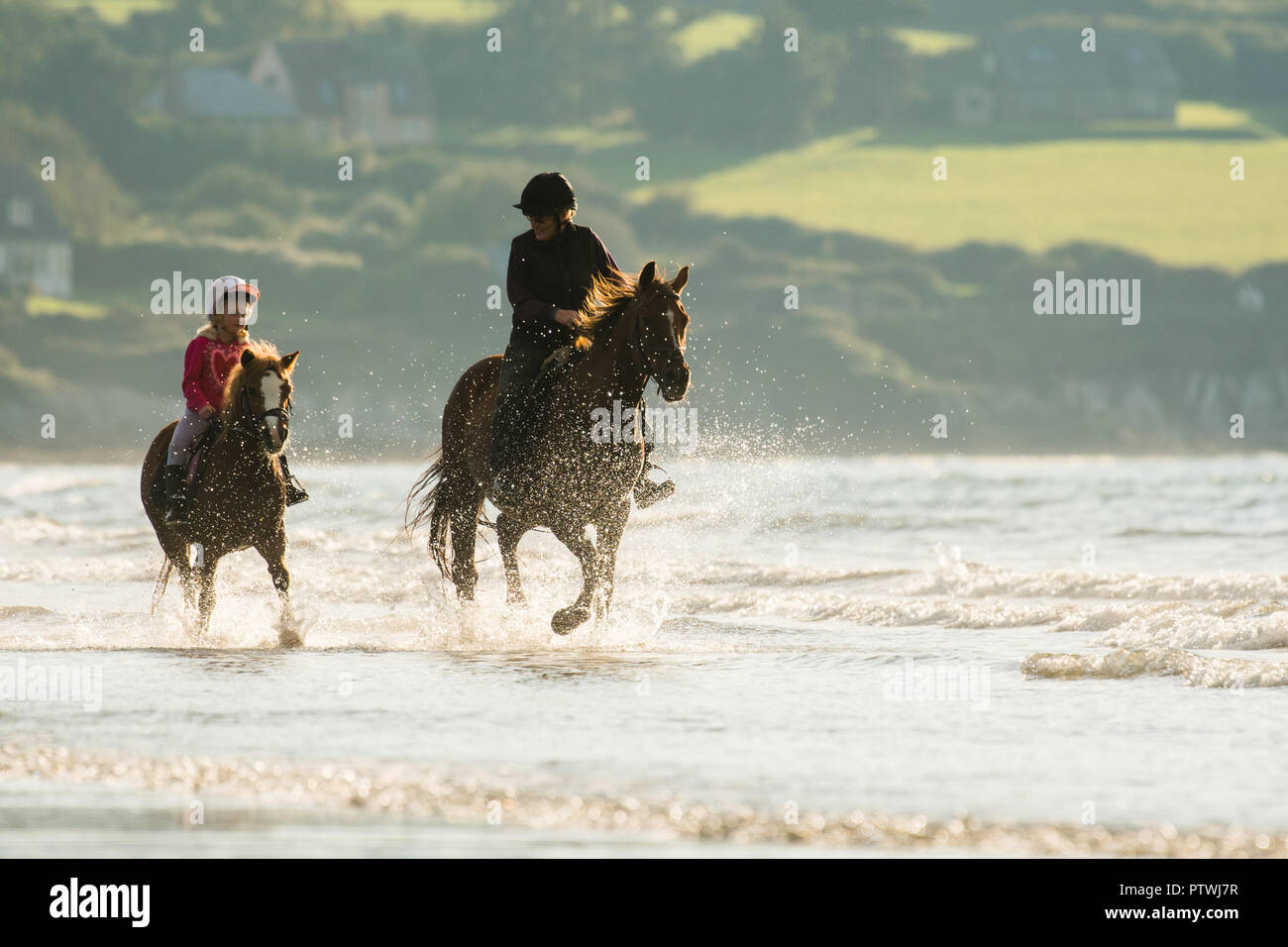 Shetand Pony Stockfotos und -bilder Kaufen - Alamy