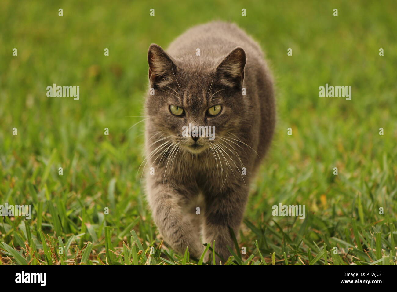 Green eye cat -Fotos und -Bildmaterial in hoher Auflösung – Alamy