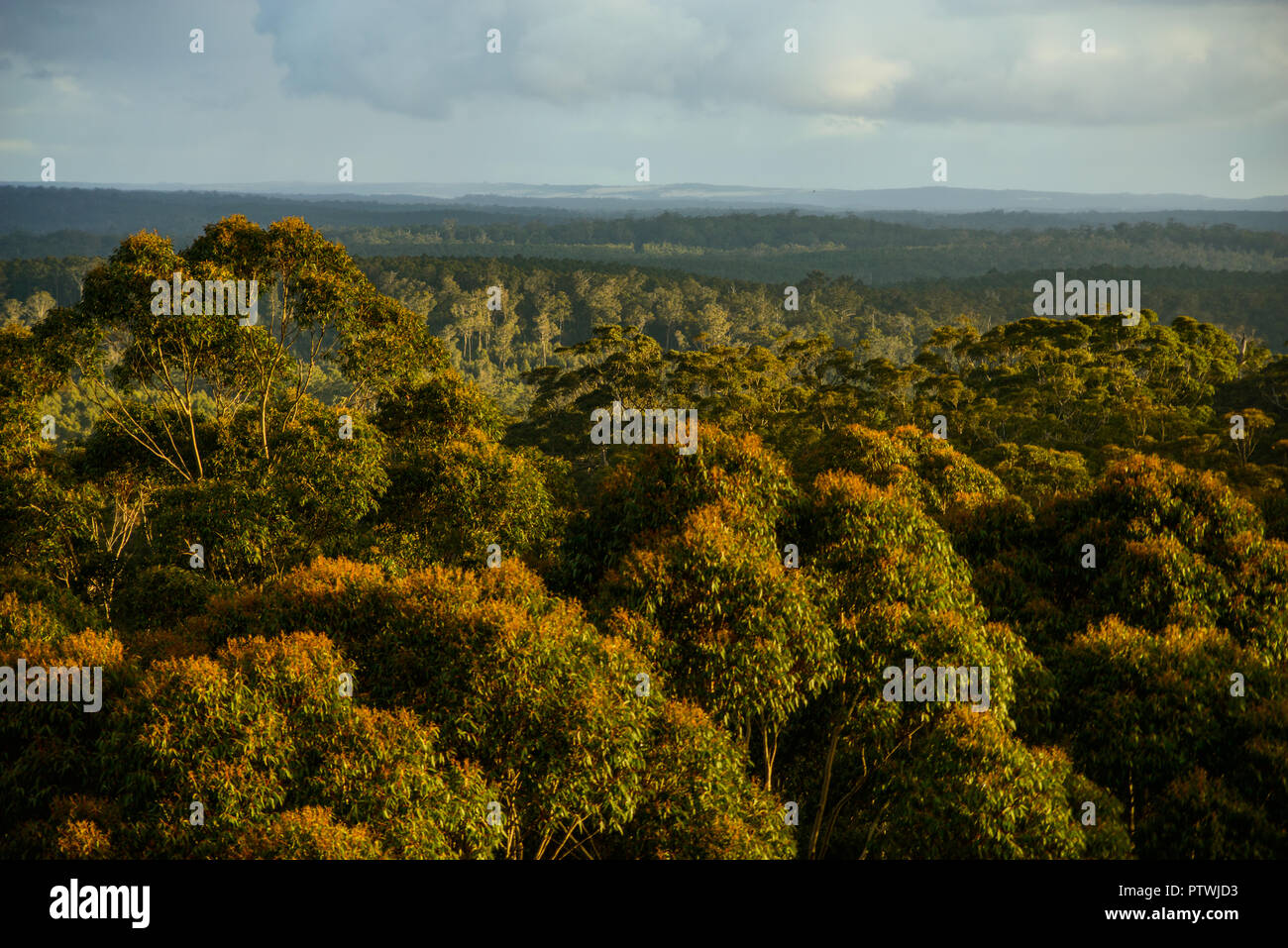 Gloucester baum klettern pemberton australien -Fotos und -Bildmaterial ...