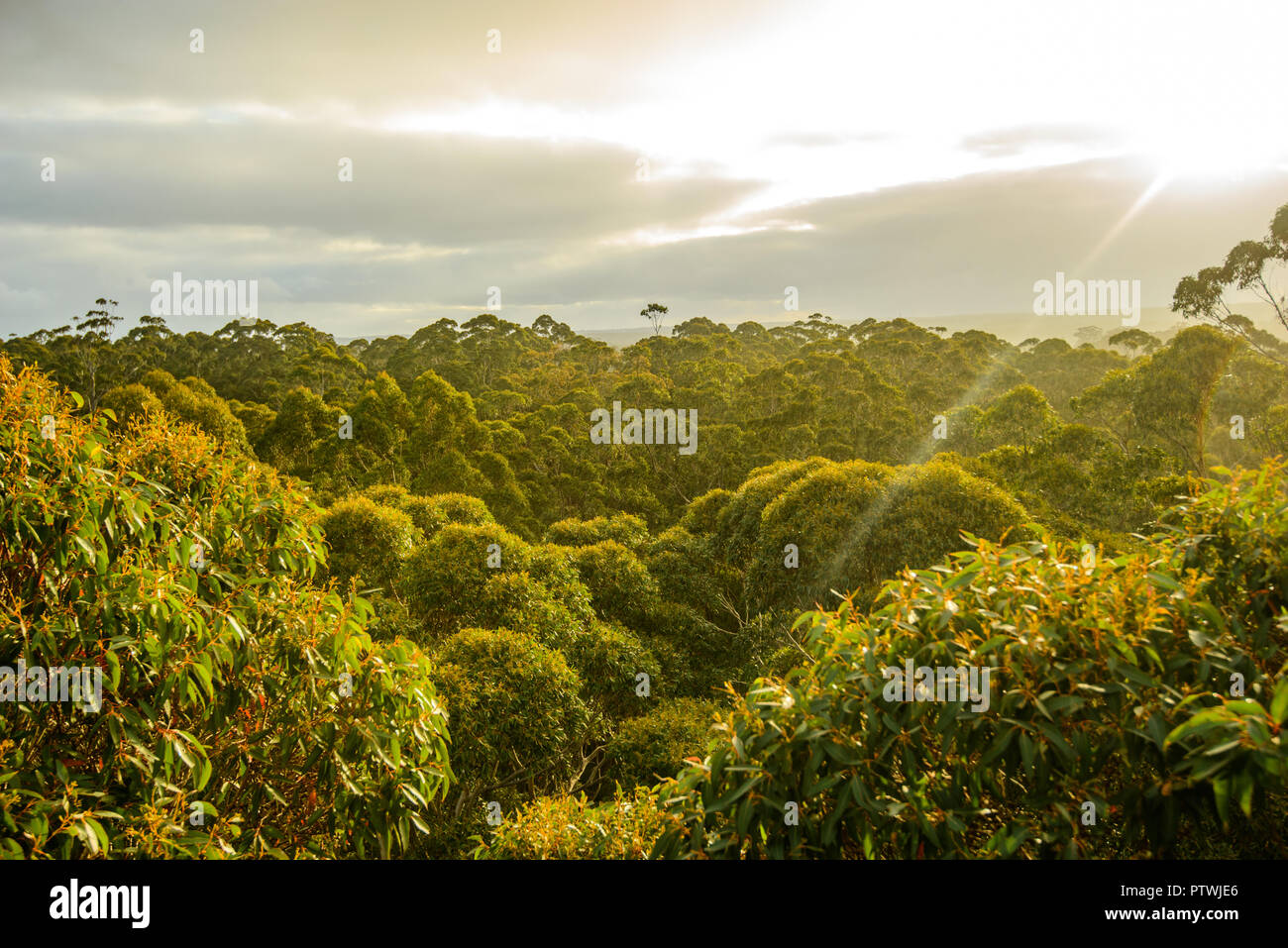 Gloucester baum klettern pemberton australien -Fotos und -Bildmaterial ...