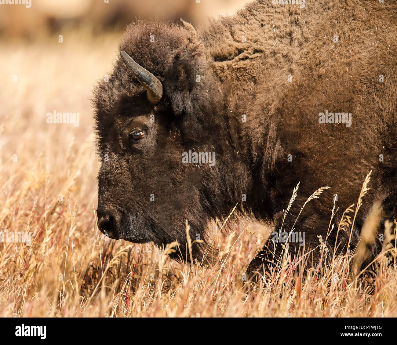 Long legs leggy -Fotos und -Bildmaterial in hoher Auflösung – Alamy