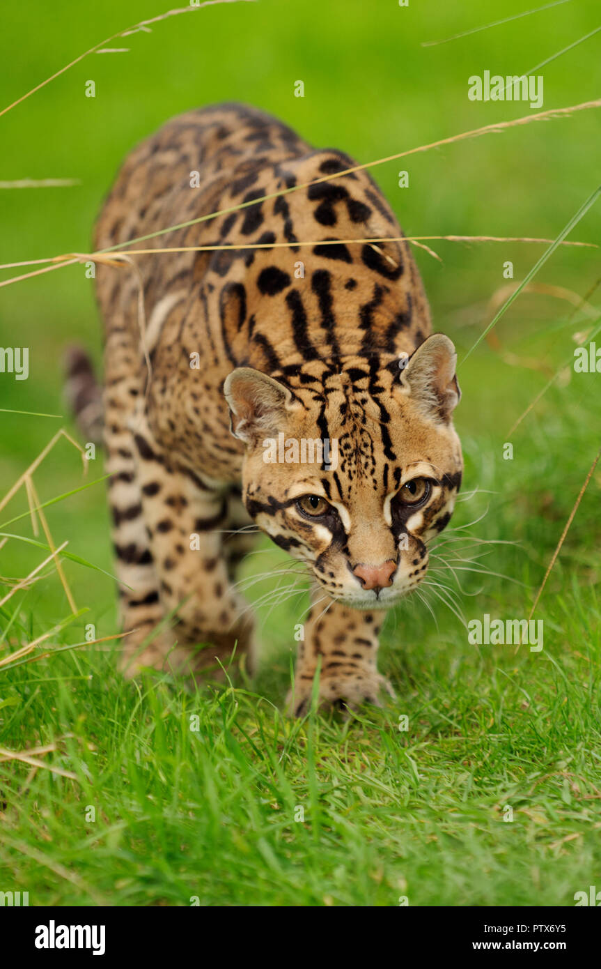 Der ozelot -Fotos und -Bildmaterial in hoher Auflösung – Alamy