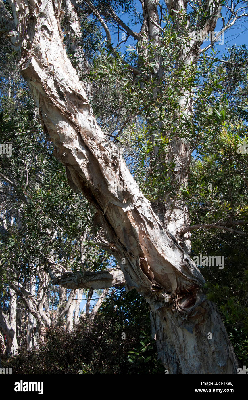 Sydney Australien, Stamm der nativen Paperbark Tree melaleuca ...