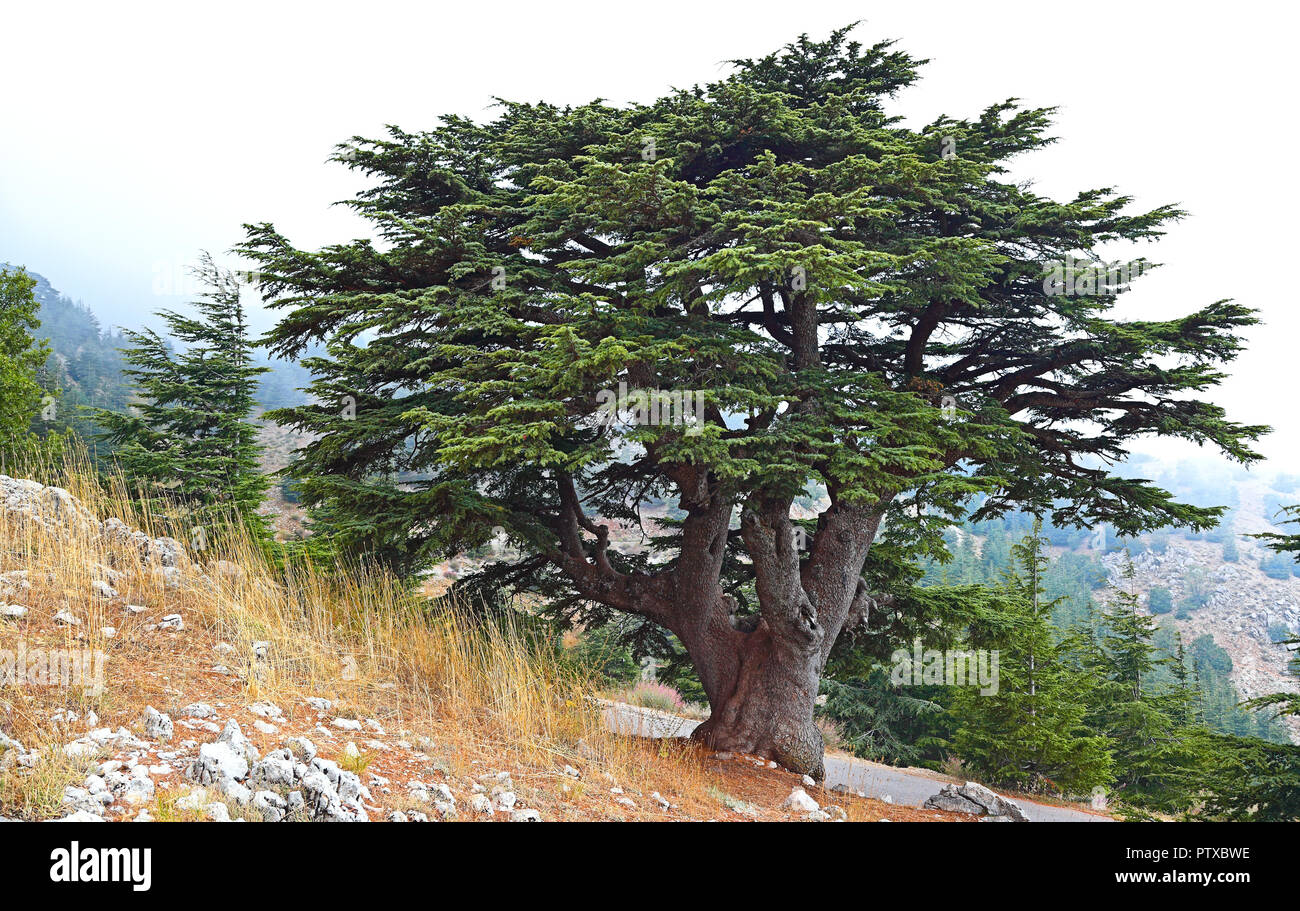 Cedar lebanon cedrus libani in -Fotos und -Bildmaterial in hoher ...