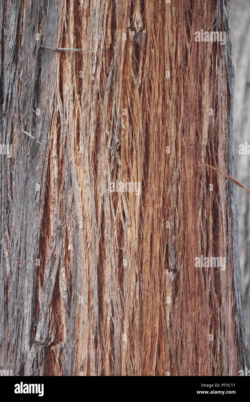 Eucalyptus macrorhyncha -Fotos und -Bildmaterial in hoher Auflösung – Alamy