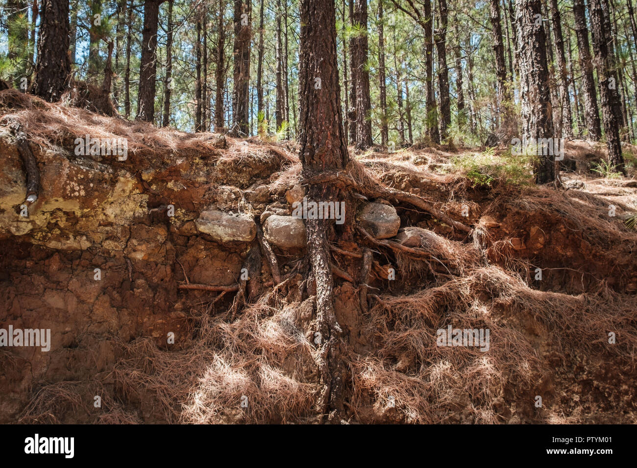 Boden querschnitt -Fotos und -Bildmaterial in hoher Auflösung – Alamy