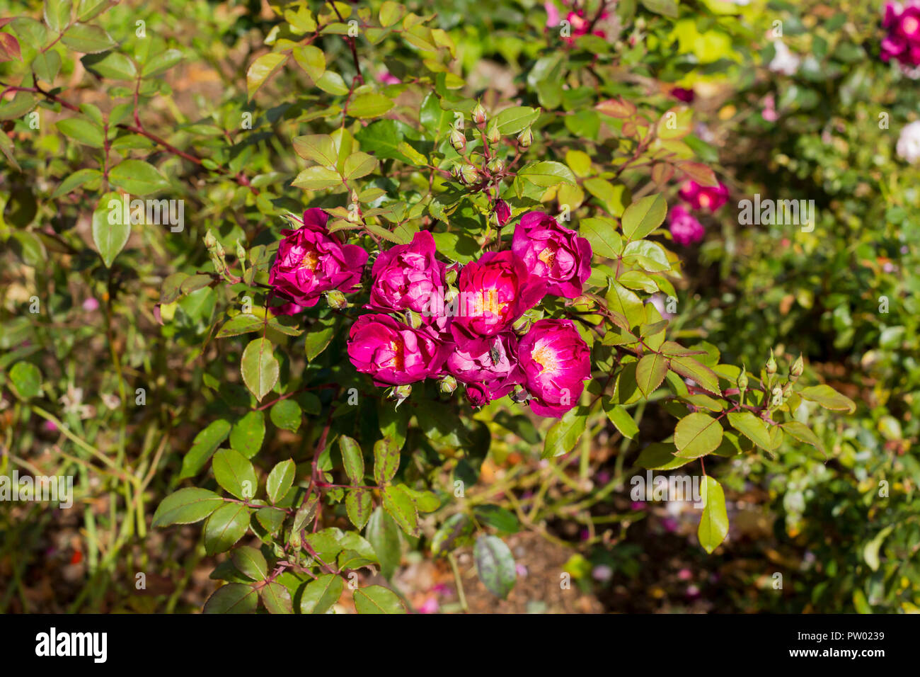 Rugosa rosen -Fotos und -Bildmaterial in hoher Auflösung – Alamy