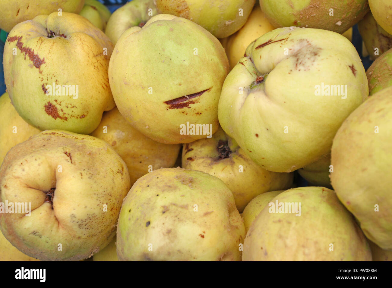 Apfel quitten -Fotos und -Bildmaterial in hoher Auflösung – Alamy