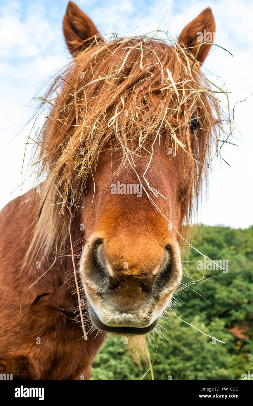 Lustiges pferd -Fotos und -Bildmaterial in hoher Auflösung – Alamy