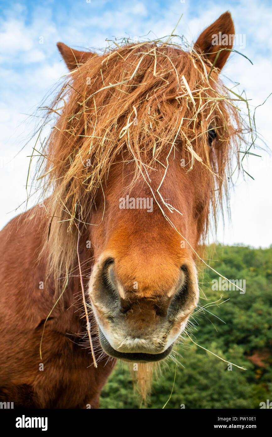 Pferd lustig -Fotos und -Bildmaterial in hoher Auflösung – Alamy