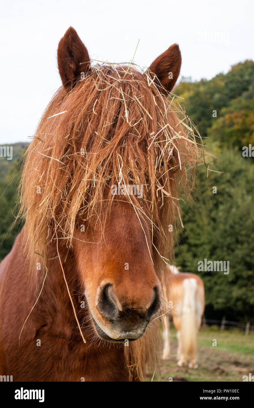 Pferd lustig -Fotos und -Bildmaterial in hoher Auflösung – Alamy