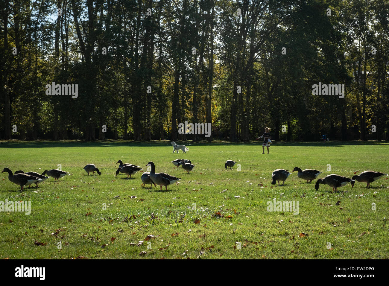 Oies en liberte -Fotos und -Bildmaterial in hoher Auflösung – Alamy