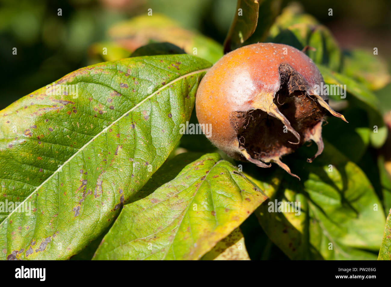Mispel fruechte -Fotos und -Bildmaterial in hoher Auflösung – Alamy