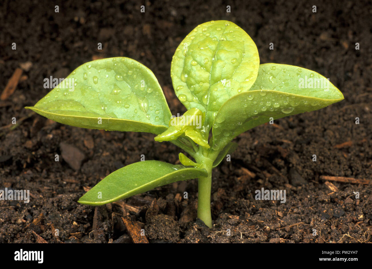 Basella alba -Fotos und -Bildmaterial in hoher Auflösung – Alamy
