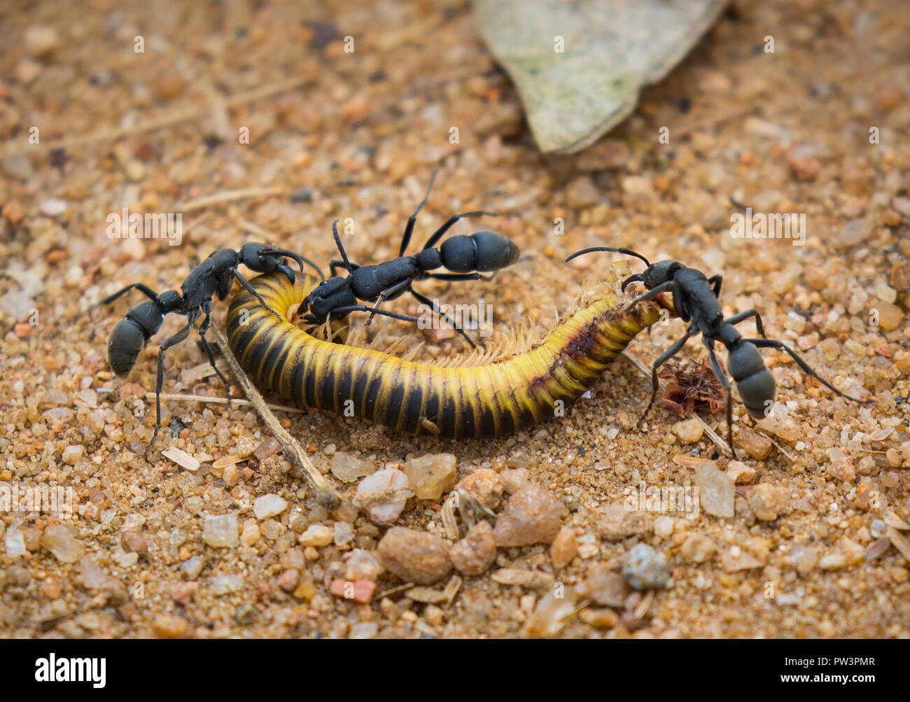Afrikanische stinkameise -Fotos und -Bildmaterial in hoher Auflösung ...